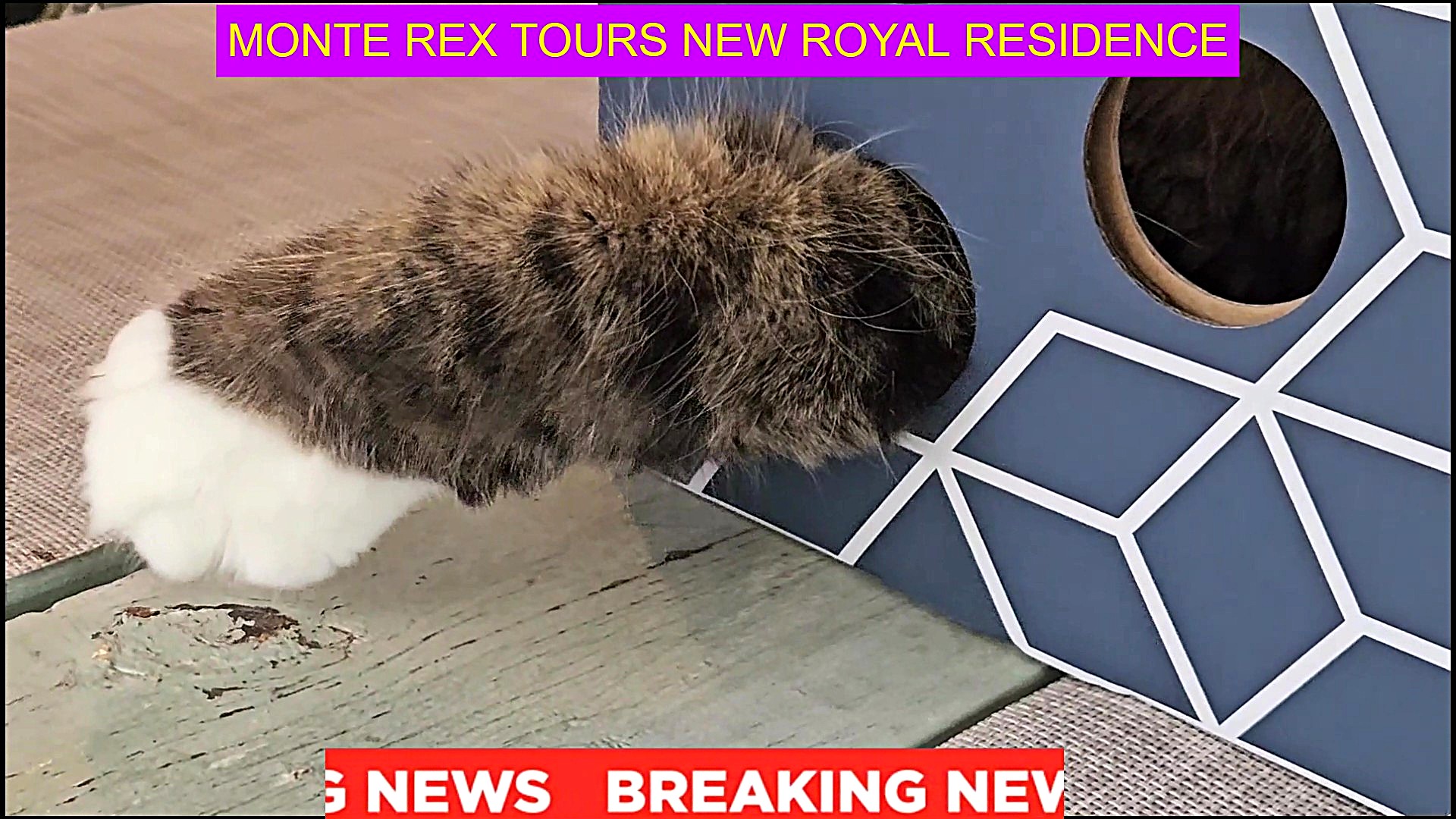 Monte Rex the Wondrous Celebrates 11 Years of Majestic Reign ...